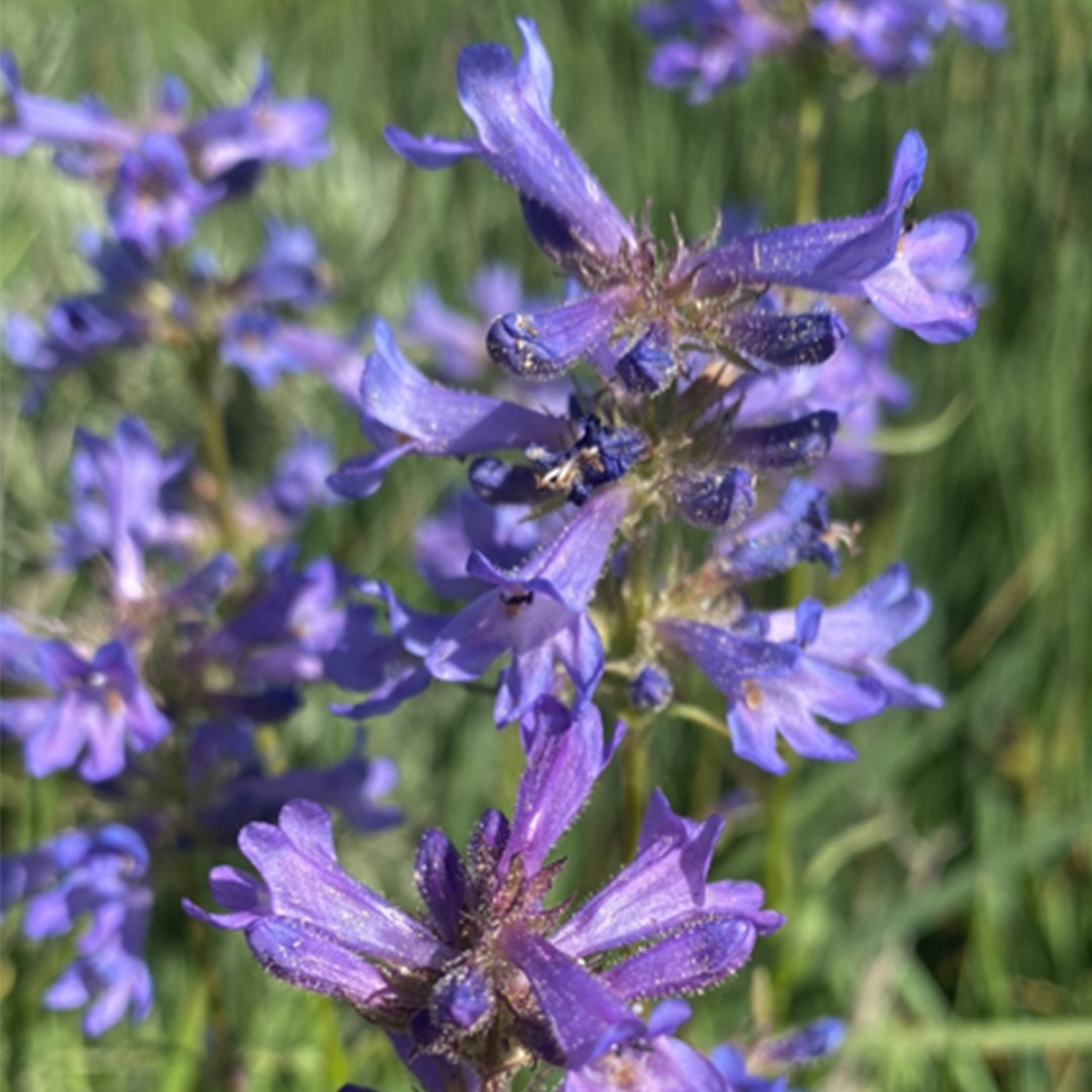 Penstemon rydbergii var. oreocharis Flower, Leaf, Care, Uses - PictureThis
