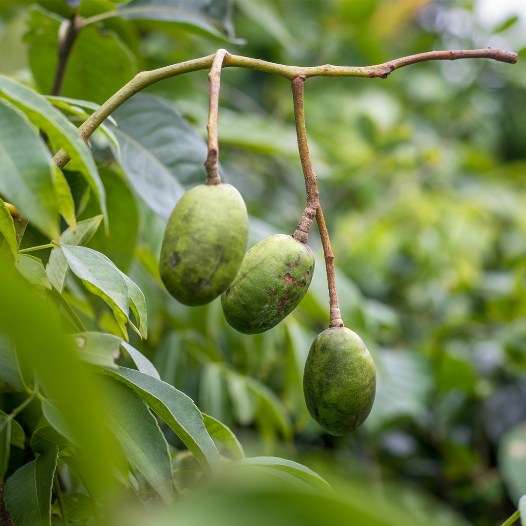 Hog Plums (Spondias) Flower, Leaf, Care, Uses - PictureThis