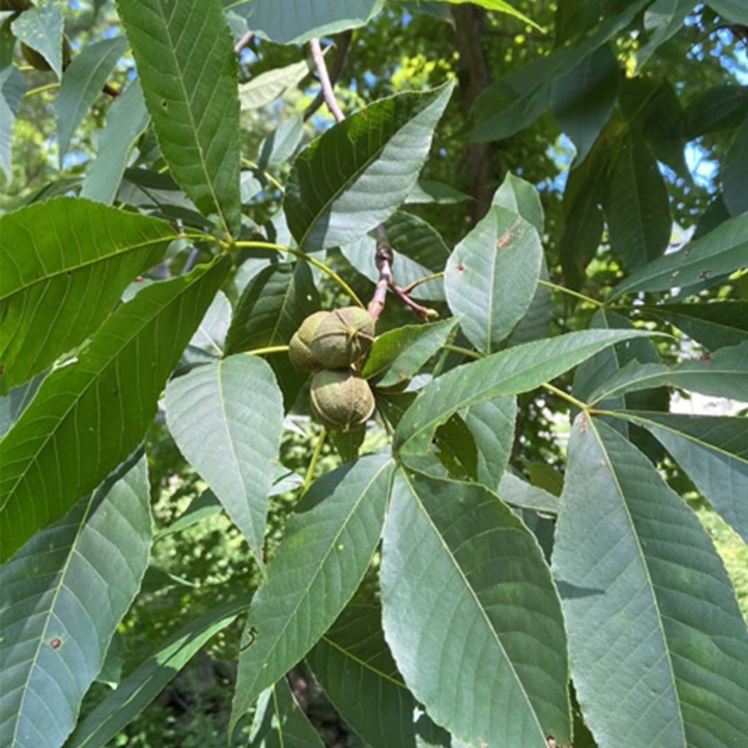 히코리속 (Carya) - PictureThis