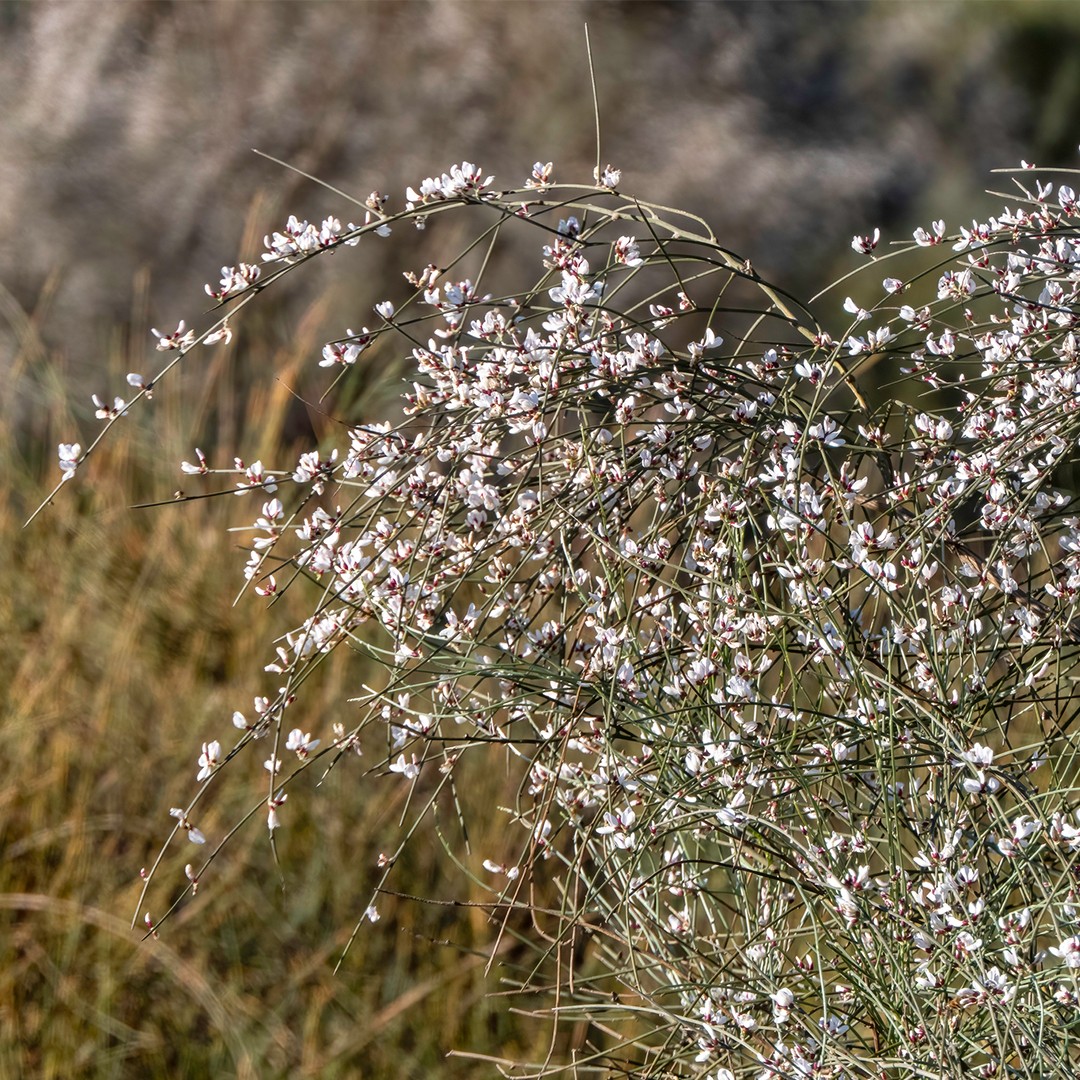 Retama Flower | Best Flower Site