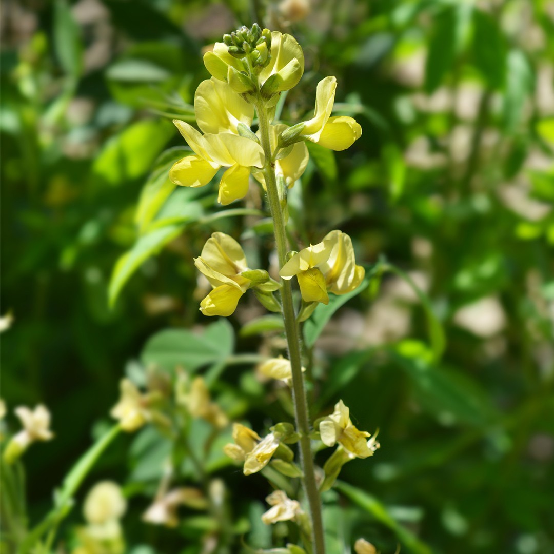 Thermopsis - PictureThis