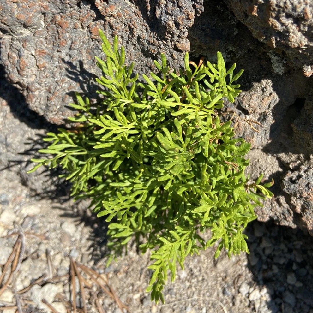 Parsley fern (Cryptogramma) Flower, Leaf, Care, Uses - PictureThis