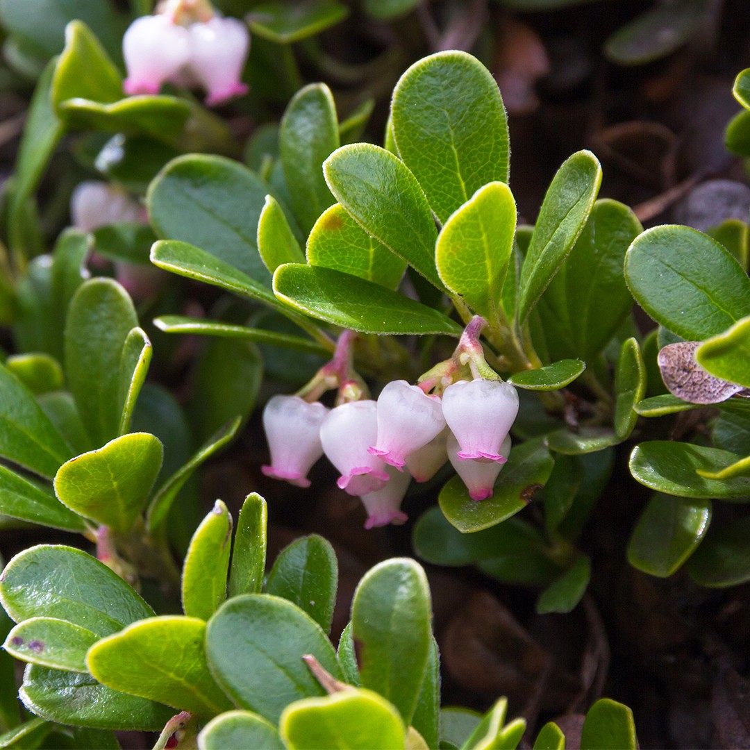 Common bearberry Care (Watering, Fertilize, Pruning, Propagation ...