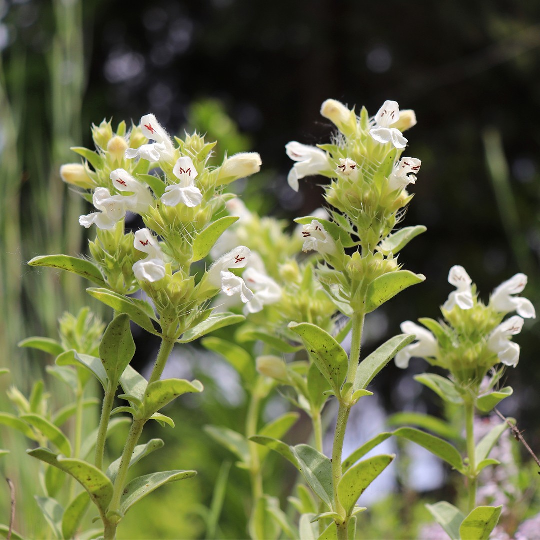 Mountain tea Care (Watering, Fertilize, Pruning, Propagation) - PictureThis