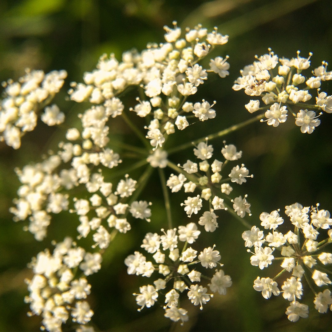 Water hemlocks Care (Watering, Fertilize, Pruning, Propagation ...