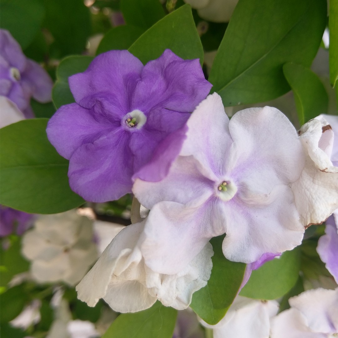 Lady of the night (Brunfelsia) Flower, Leaf, Care, Uses - PictureThis