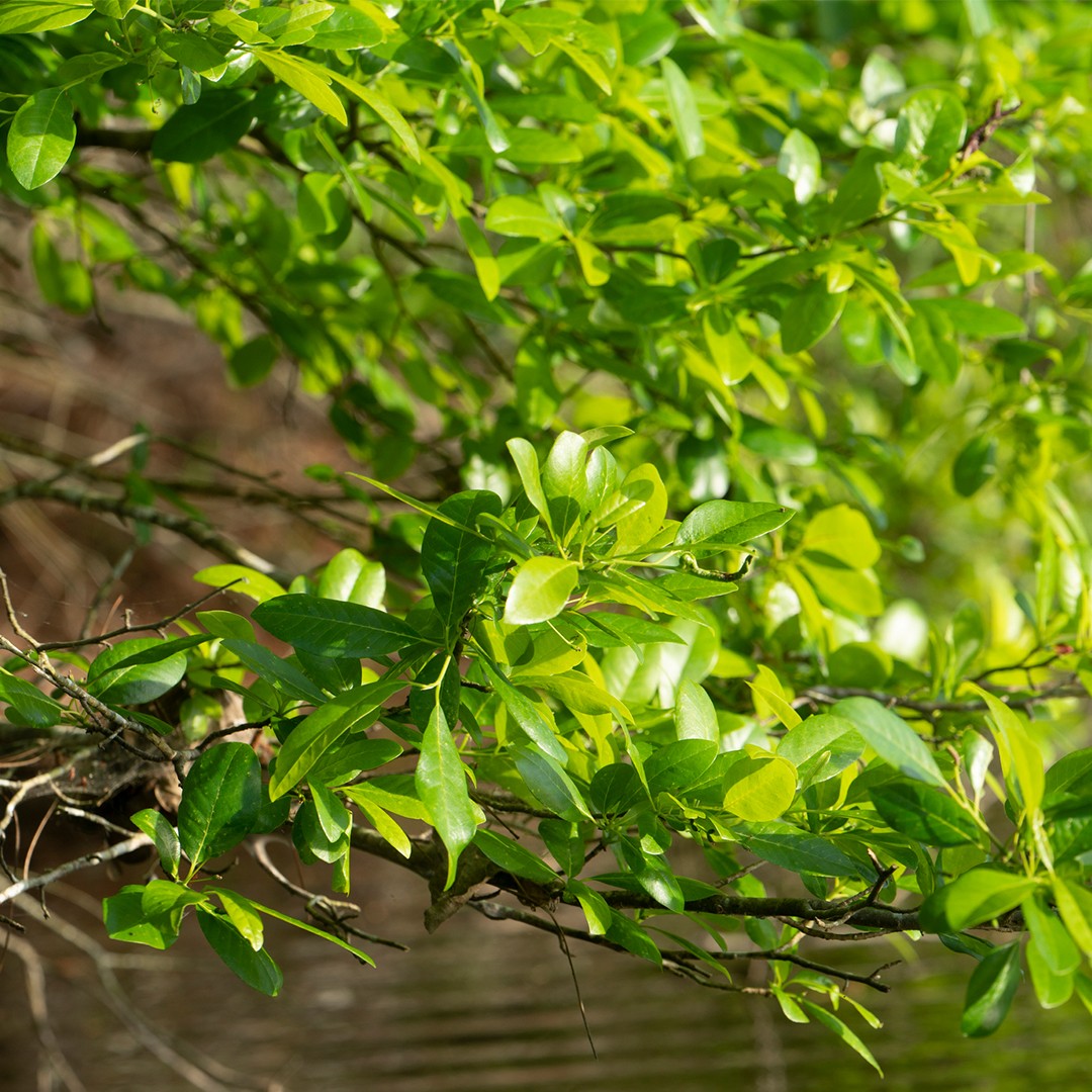 Tupelo (Nyssa) Flower, Leaf, Care, Uses - PictureThis