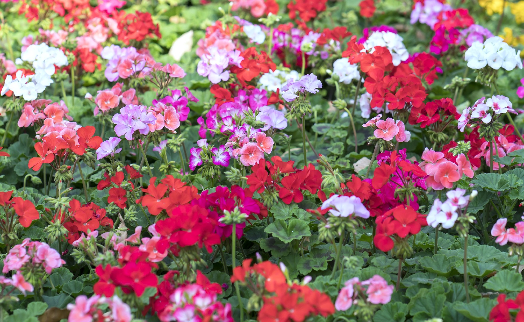 Pelargonium hybridum - PictureThis