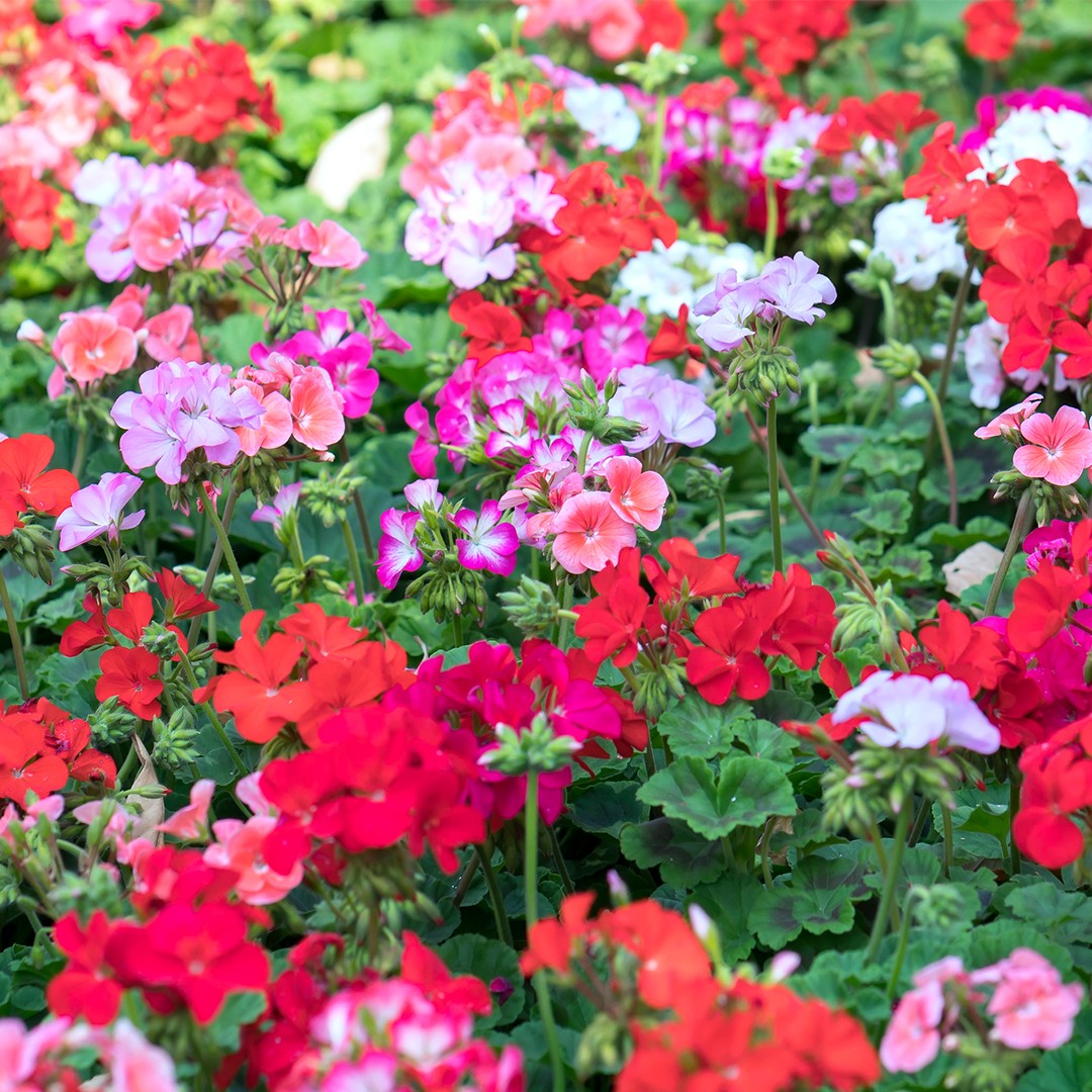 Pelargonium hybridum - PictureThis