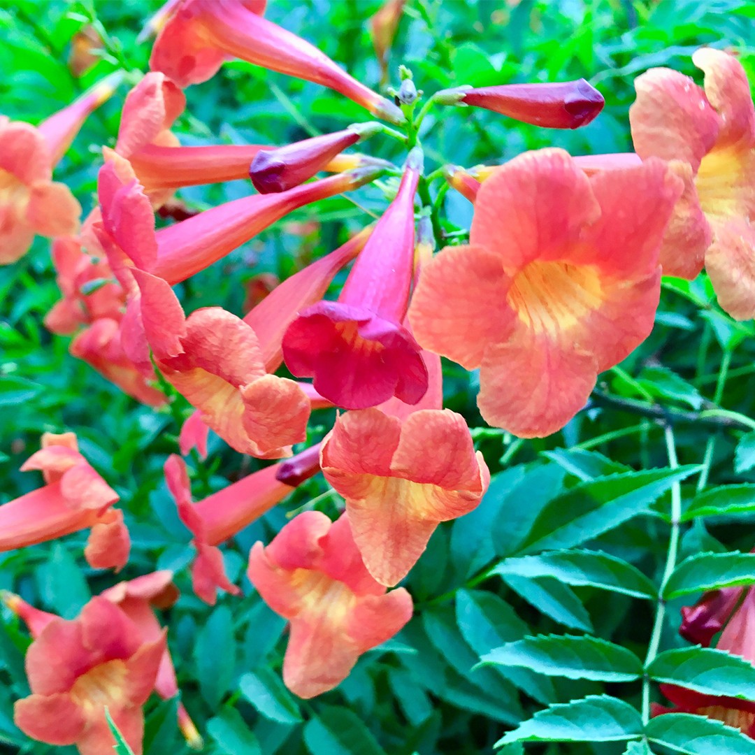 Trumpet vine (Campsis) Flower, Leaf, Care, Uses - PictureThis