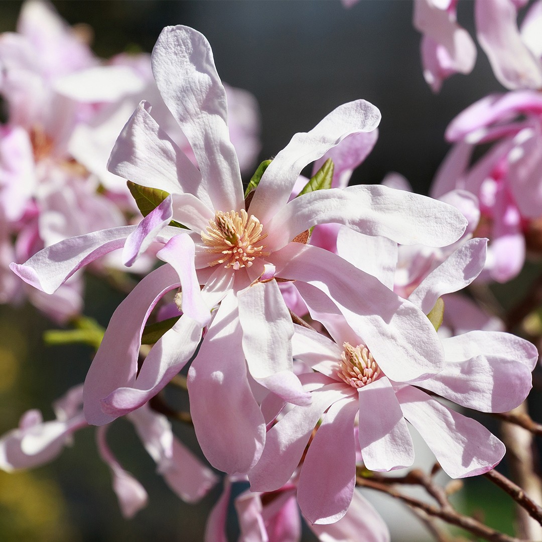 Yulania × loebneri - PictureThis