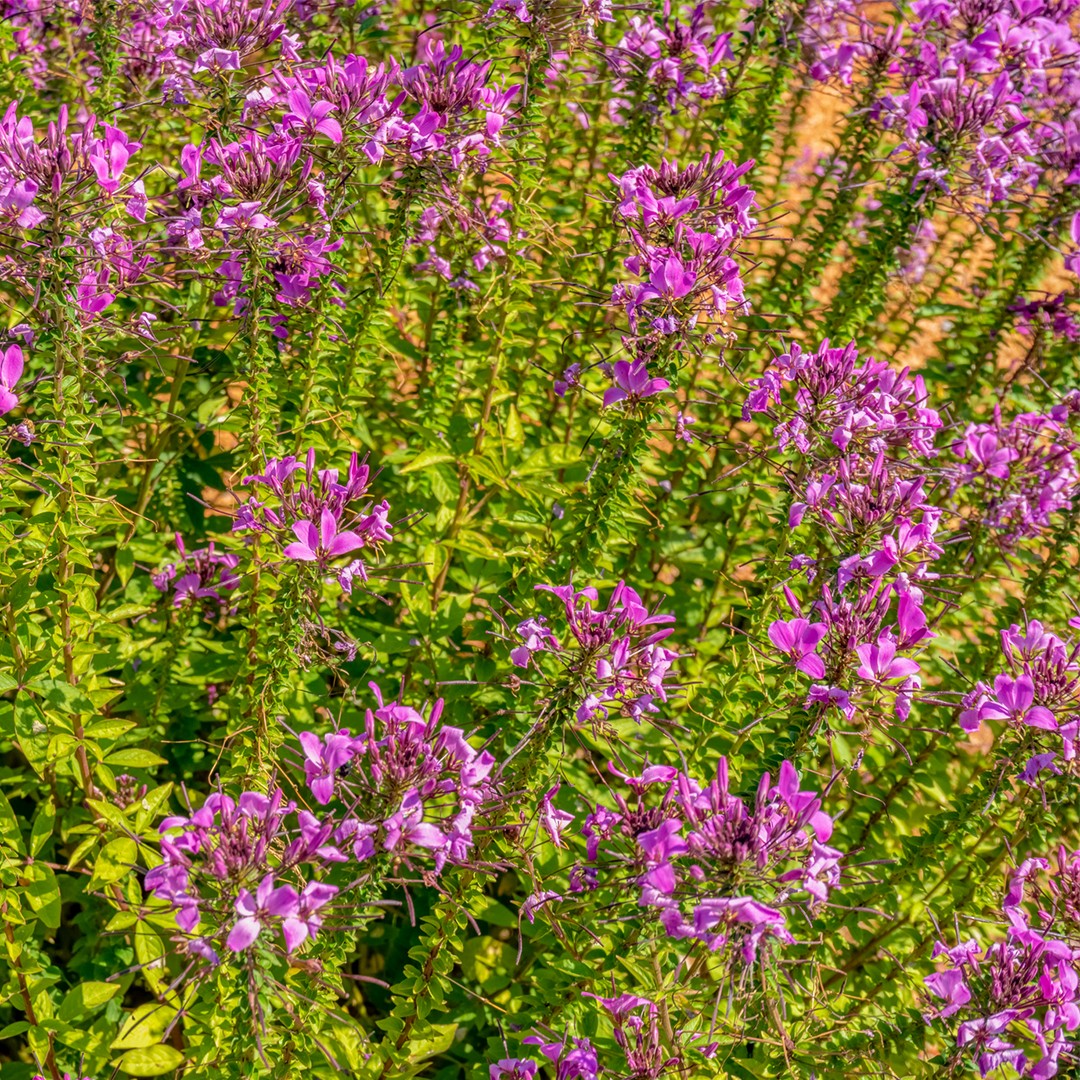 Cleome - PictureThis