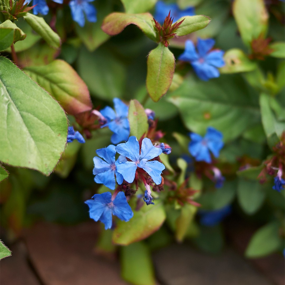 Where To Place Blue leadwood In Feng Shui? (Characteristics, Direction ...