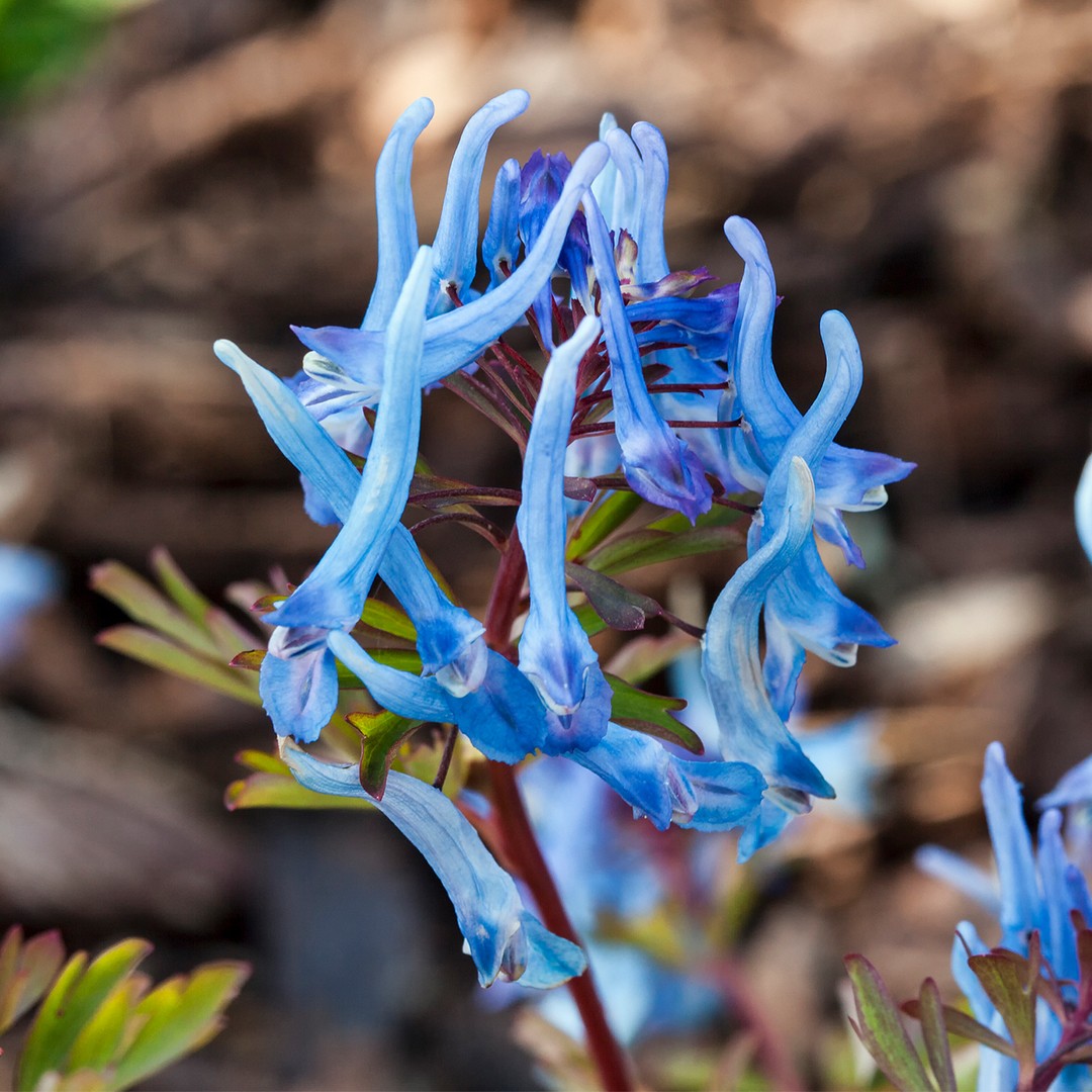 Corydalis - PictureThis