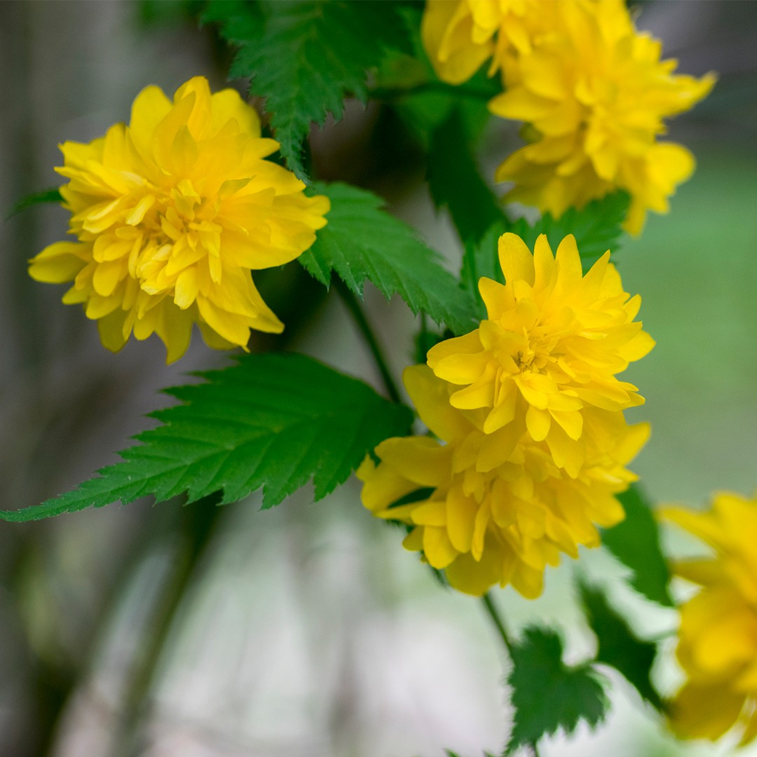 Kerria - PictureThis