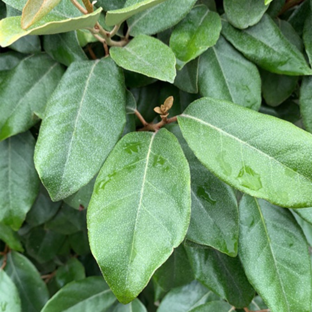 Elaeagnus submacrophylla - PictureThis