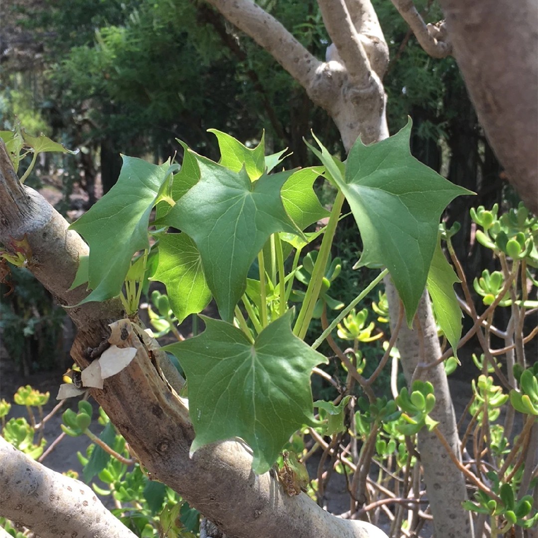 El Palo Loco Pittocaulon Praecox Es Una De Las Especies