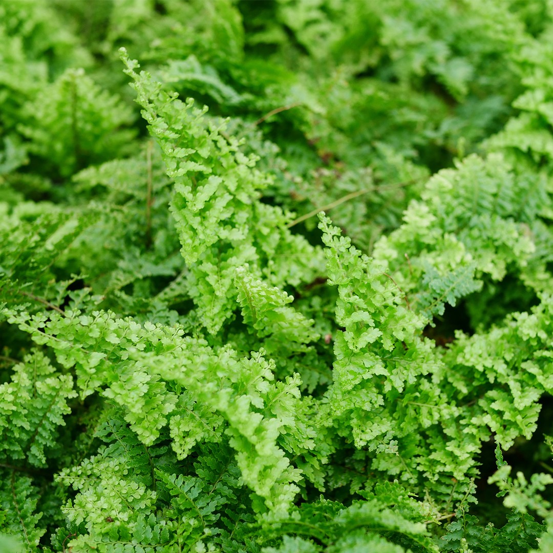 Boston ferns Care (Watering, Fertilize, Pruning, Propagation) - PictureThis