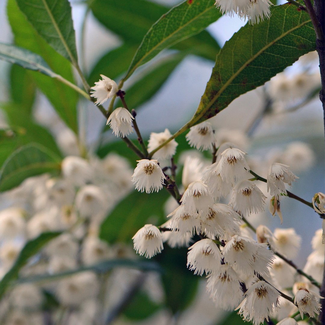 Where To Place Blueberry ash In Feng Shui? (Characteristics, Direction ...