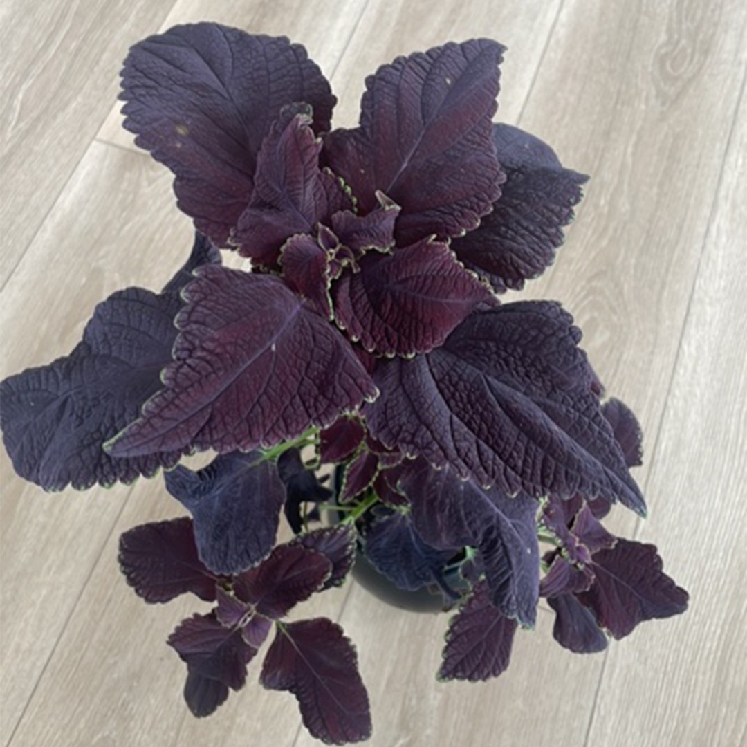 Coleus - PictureThis