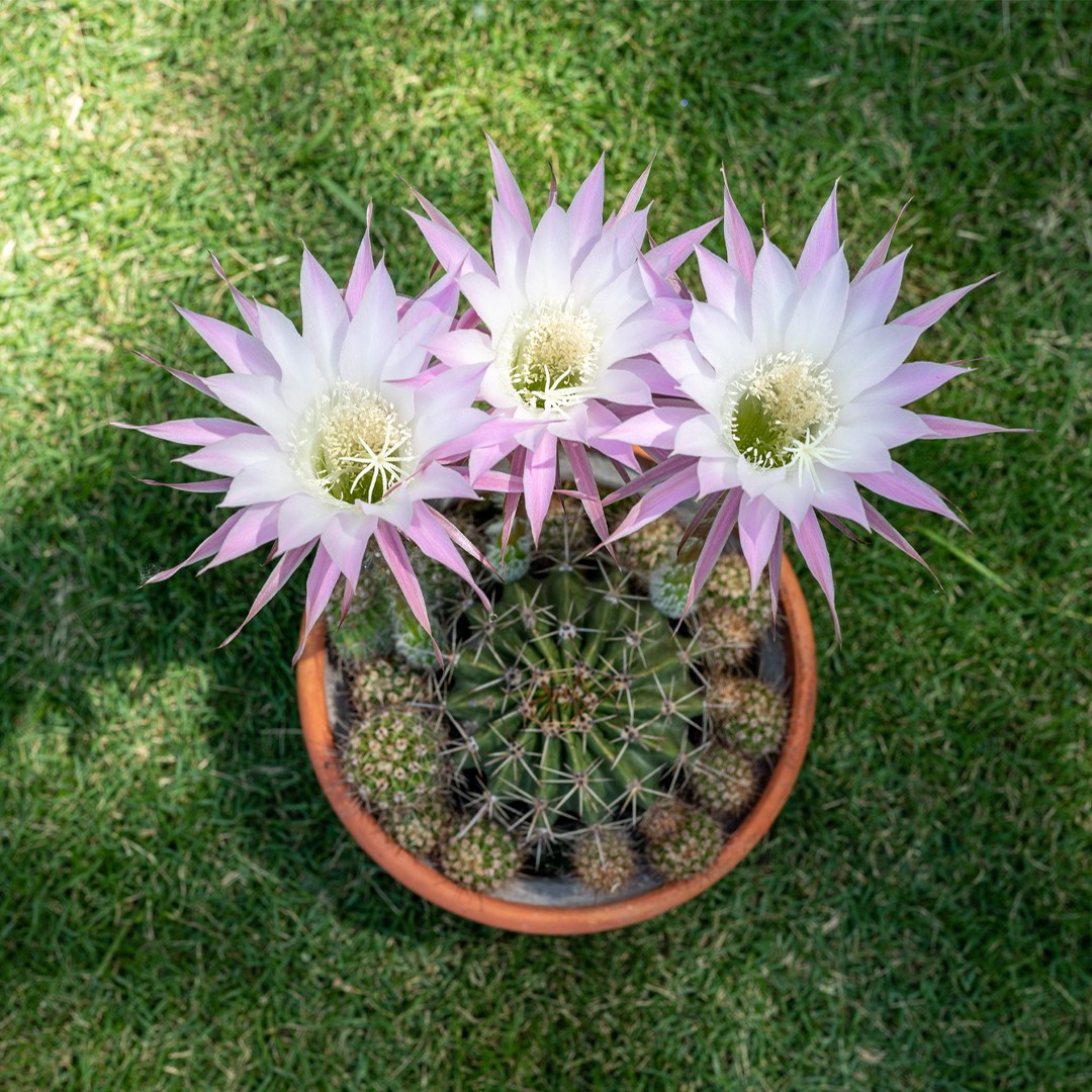 Cactos erizo (Echinopsis) - PictureThis