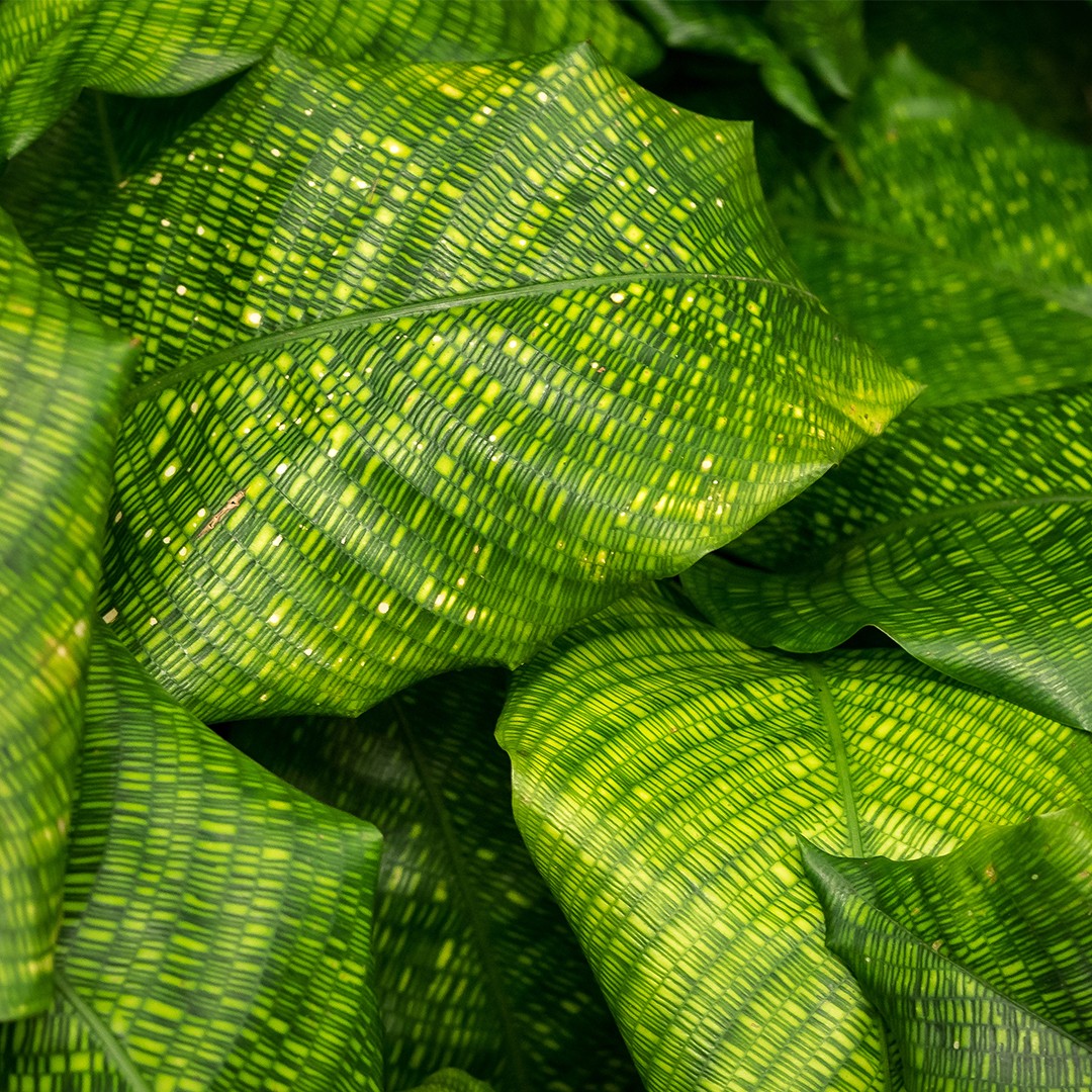 Calateas (Calathea) - PictureThis