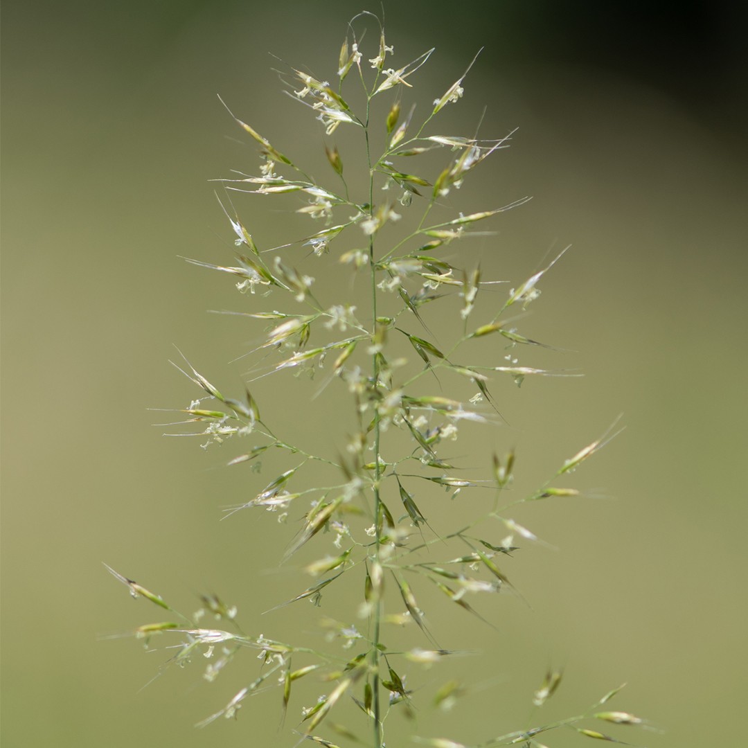 Трищетинник желтоватый (Trisetum flavescens) - PictureThis