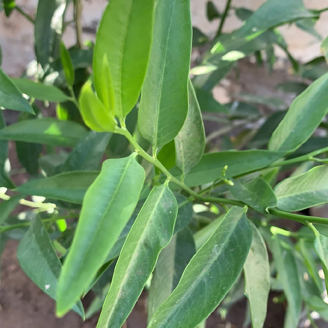 Vallesia - PictureThis