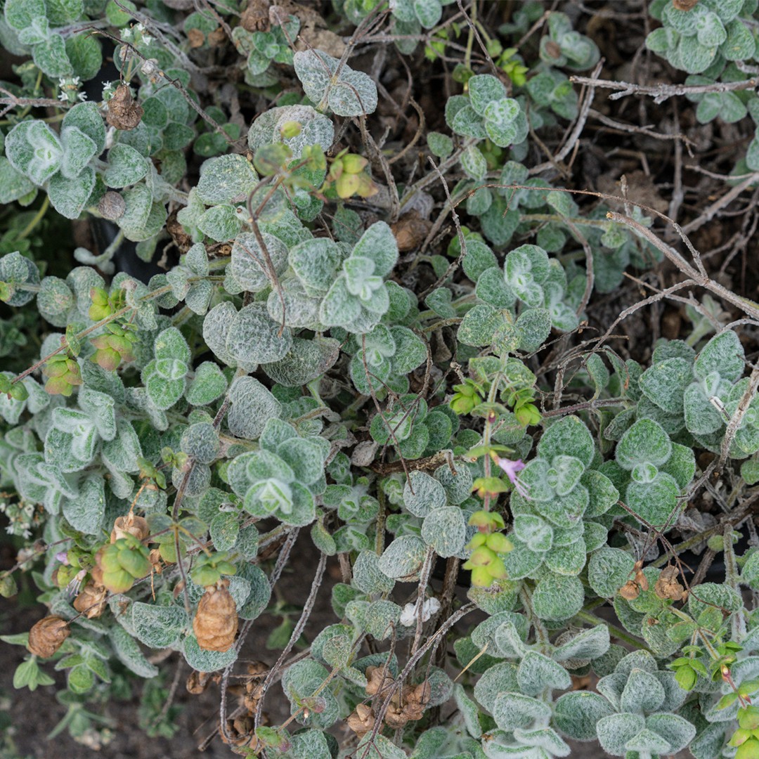 How to identify Dittany of crete (Origanum dictamnus)