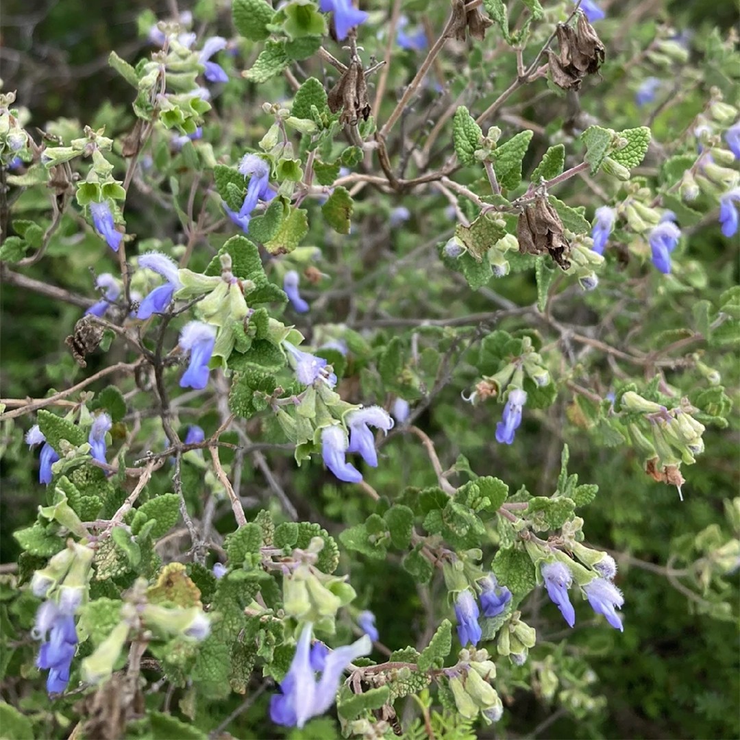 Salvia ballotiflora - PictureThis