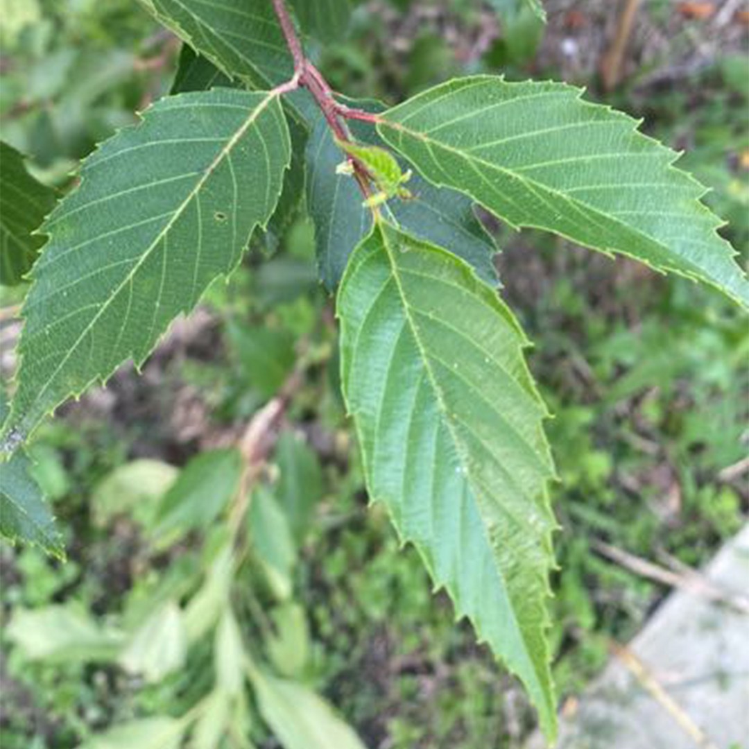 Alisos (Alnus) - PictureThis