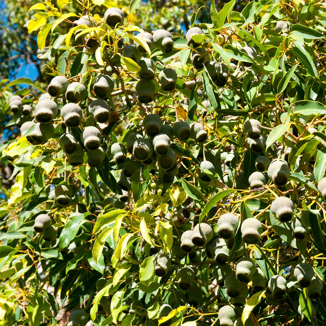 Corymbia Flower, Leaf, Care, Uses - PictureThis