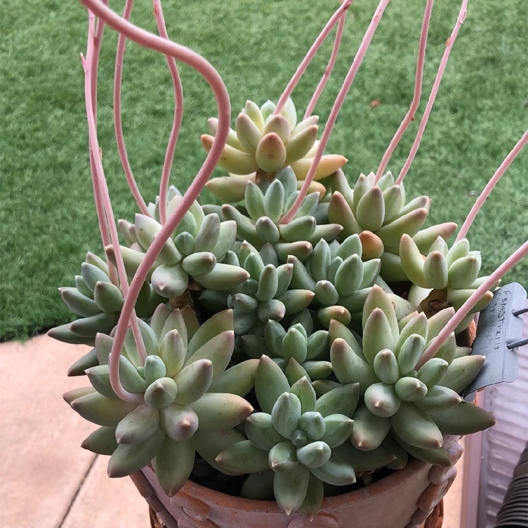 Pachyphytum Flower, Leaf, Care, Uses - PictureThis