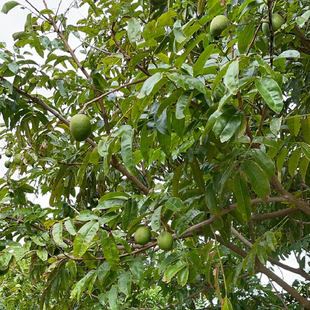 Andira inermis - PictureThis