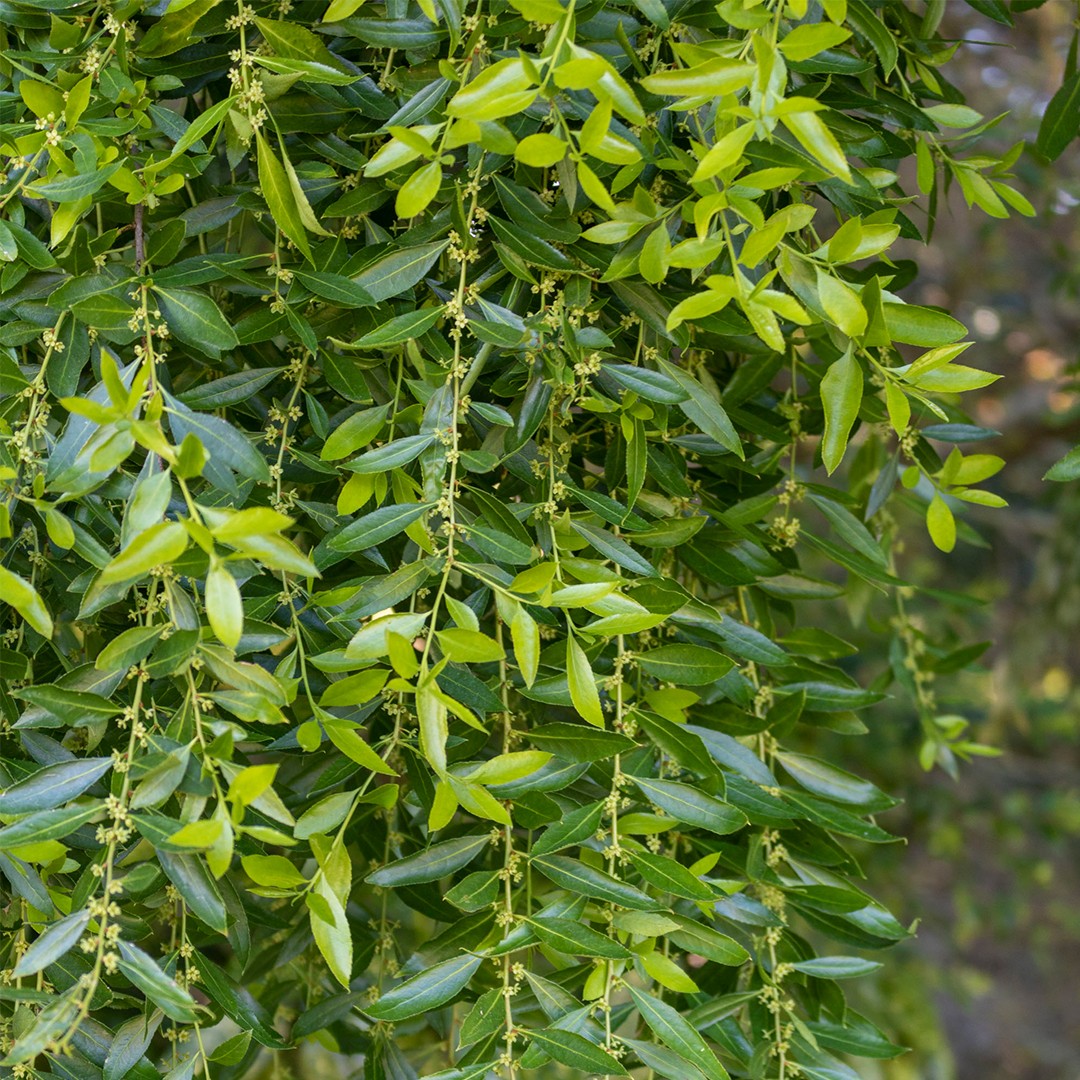 Mayten (Maytenus) Flower, Leaf, Care, Uses - PictureThis