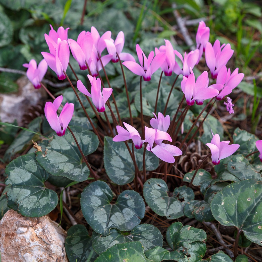 Alpine violet (Cyclamen) Flower, Leaf, Care, Uses - PictureThis