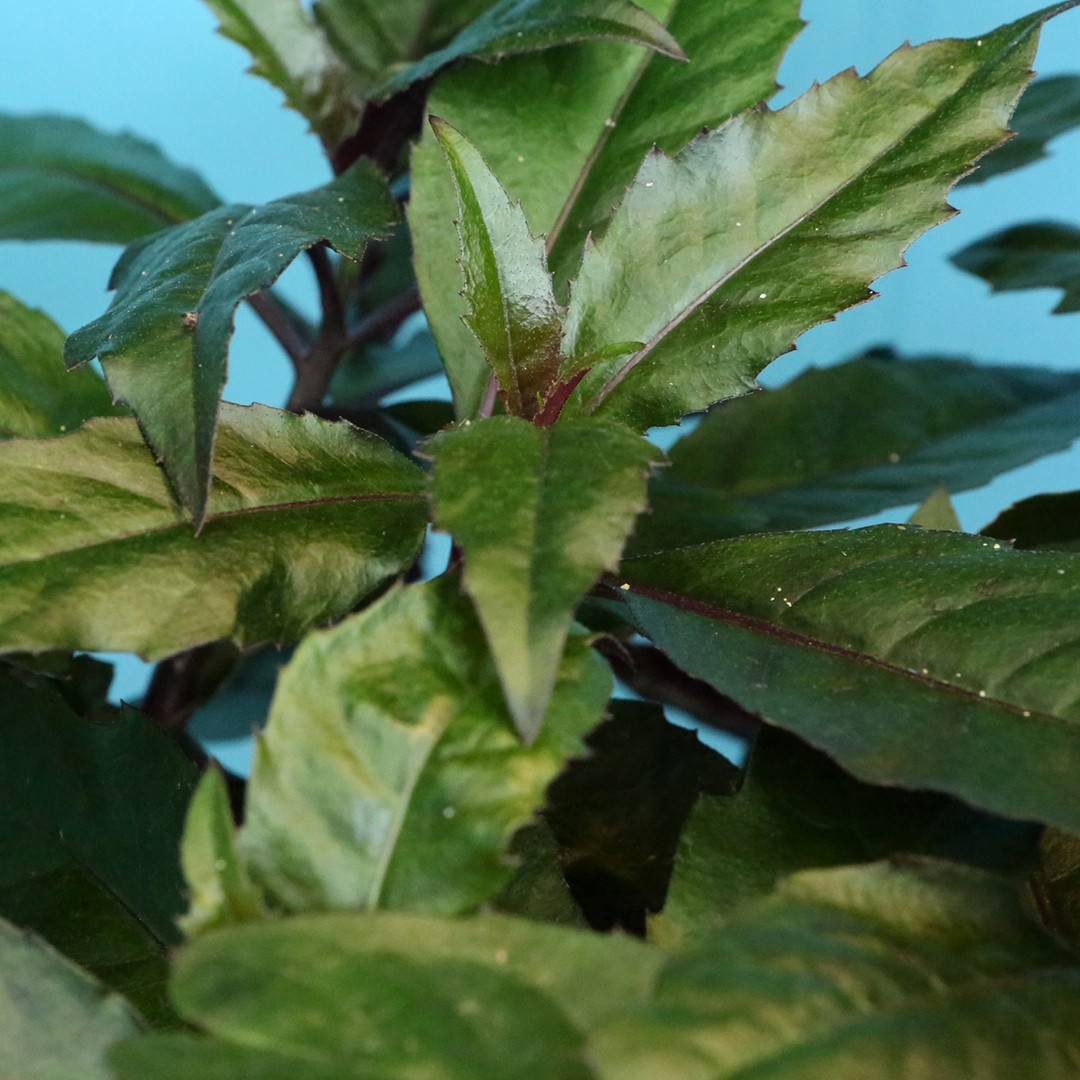 Okinawan spinach (Gynura bicolor) Flower, Leaf, Care, Uses - PictureThis