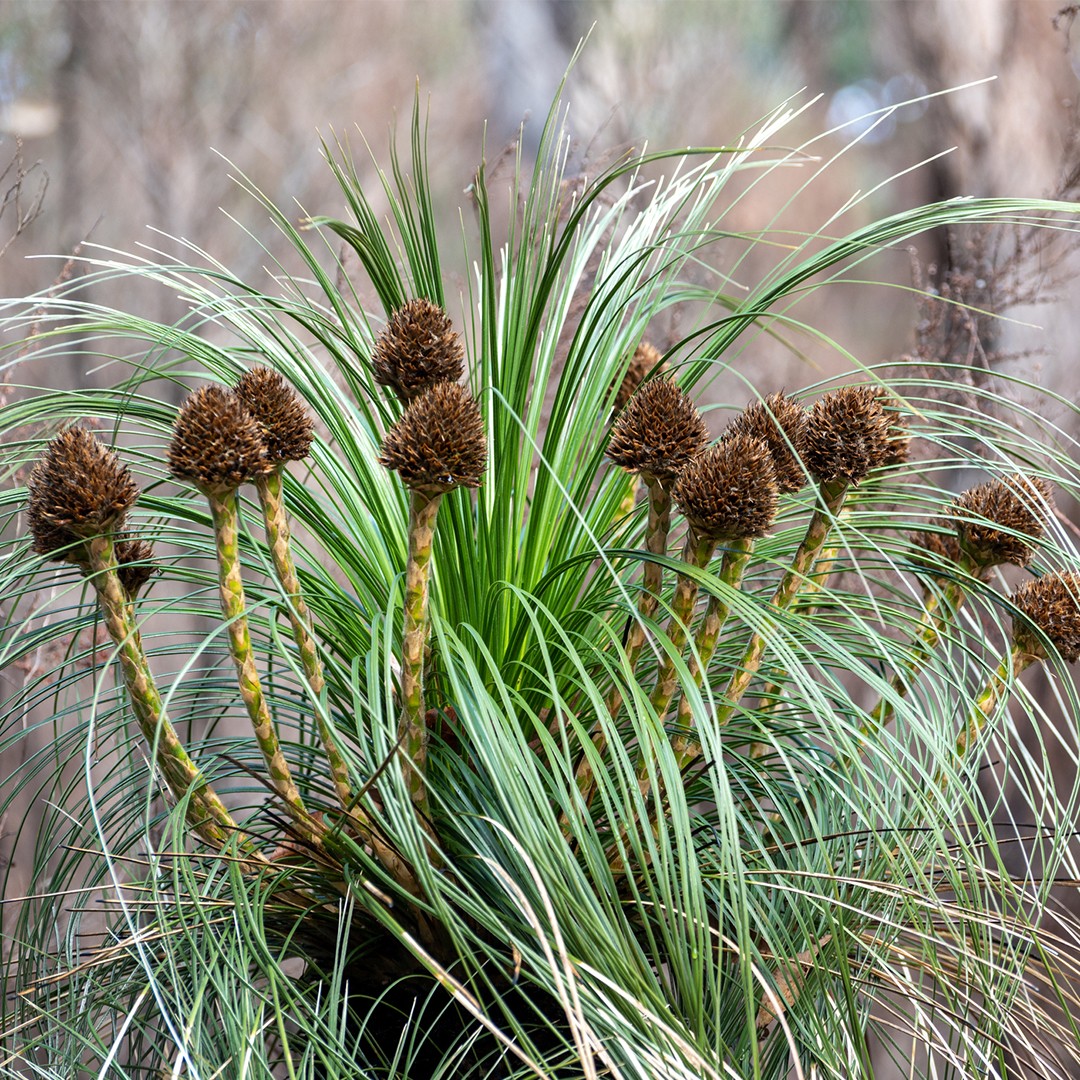 Kingia australis - PictureThis