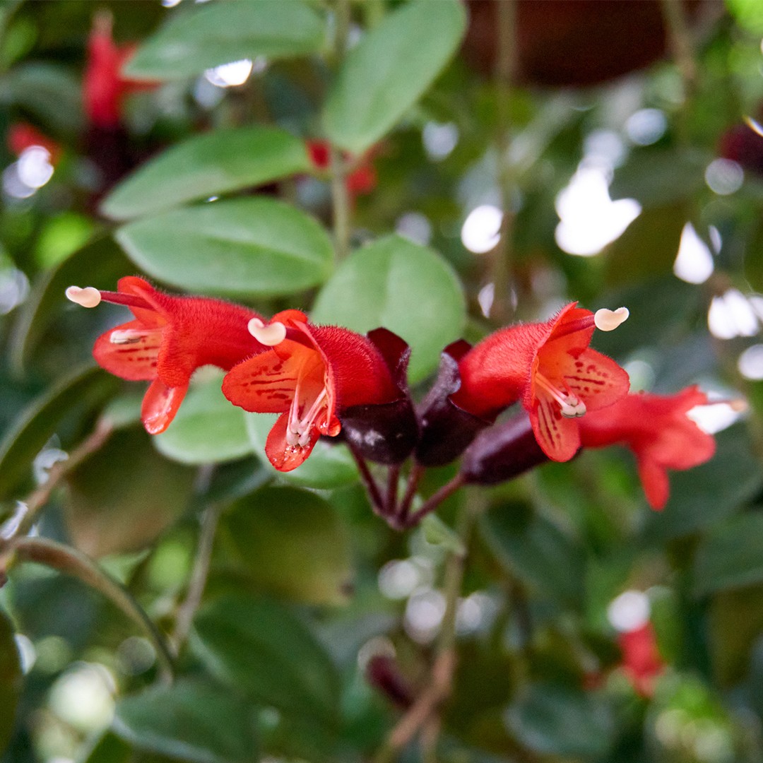 Lipstick plants (Aeschynanthus) Flower, Leaf, Care, Uses - PictureThis