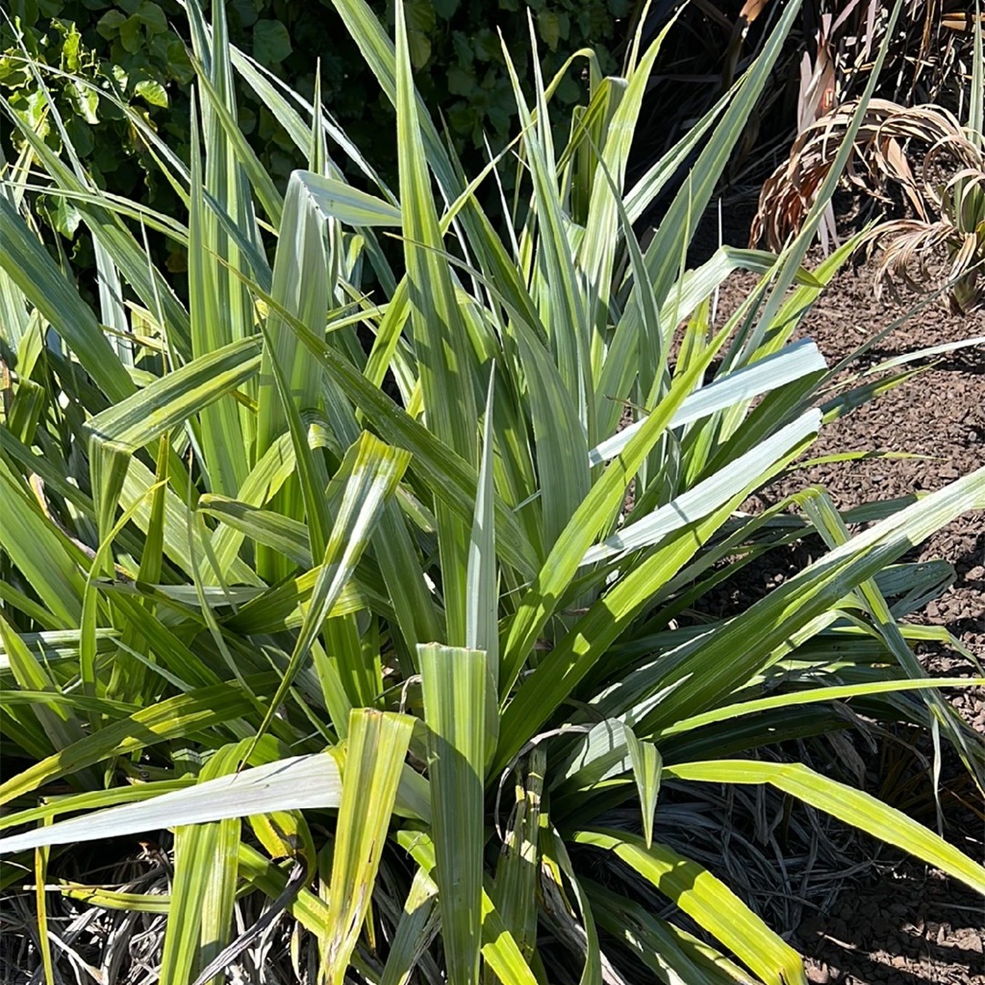 Astelia - PictureThis