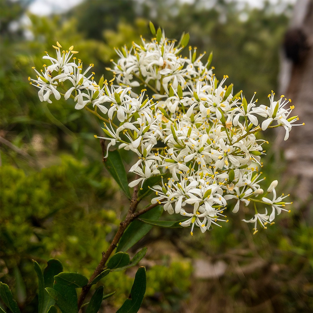 Bursaria Care (Watering, Fertilize, Pruning, Propagation) - PictureThis