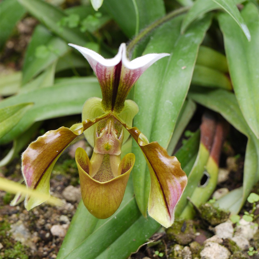 Paphiopedilum - PictureThis