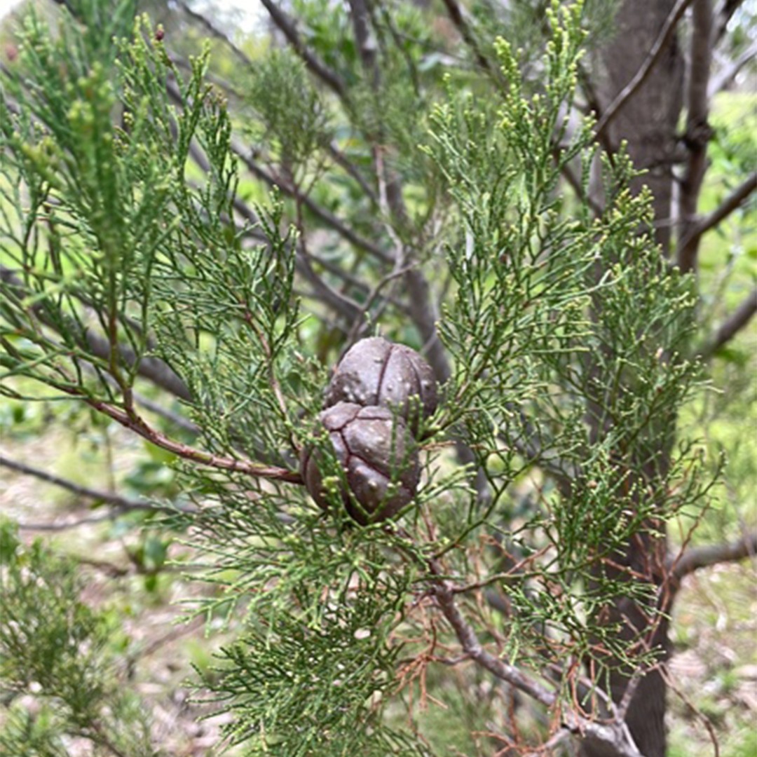 Callitris preissii - PictureThis