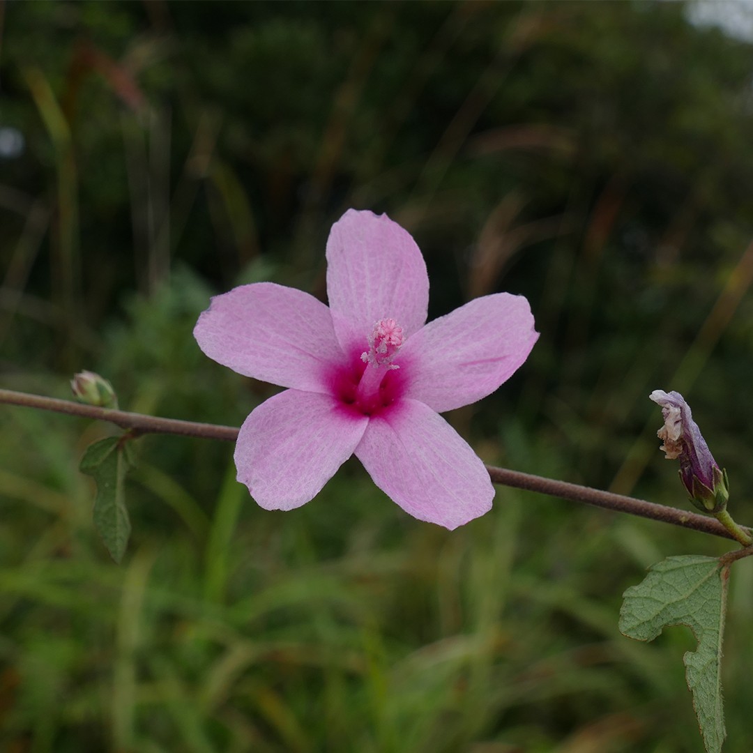 Urena Care (Watering, Fertilize, Pruning, Propagation) - PictureThis