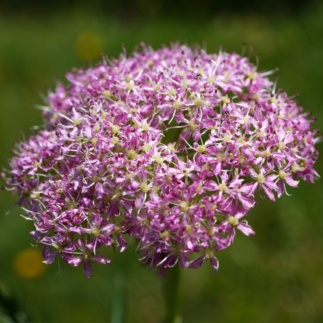 Alpine spicknel (Mutellina purpurea) Flower, Leaf, Care, Uses - PictureThis