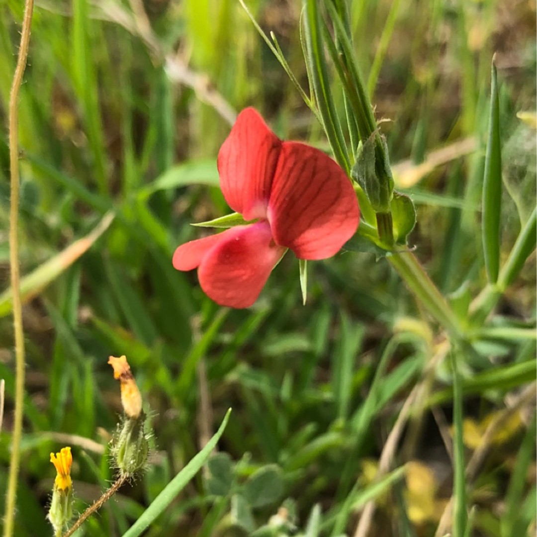 Lathyrus cicera 花言葉，毒性，よくある質問 - PictureThis