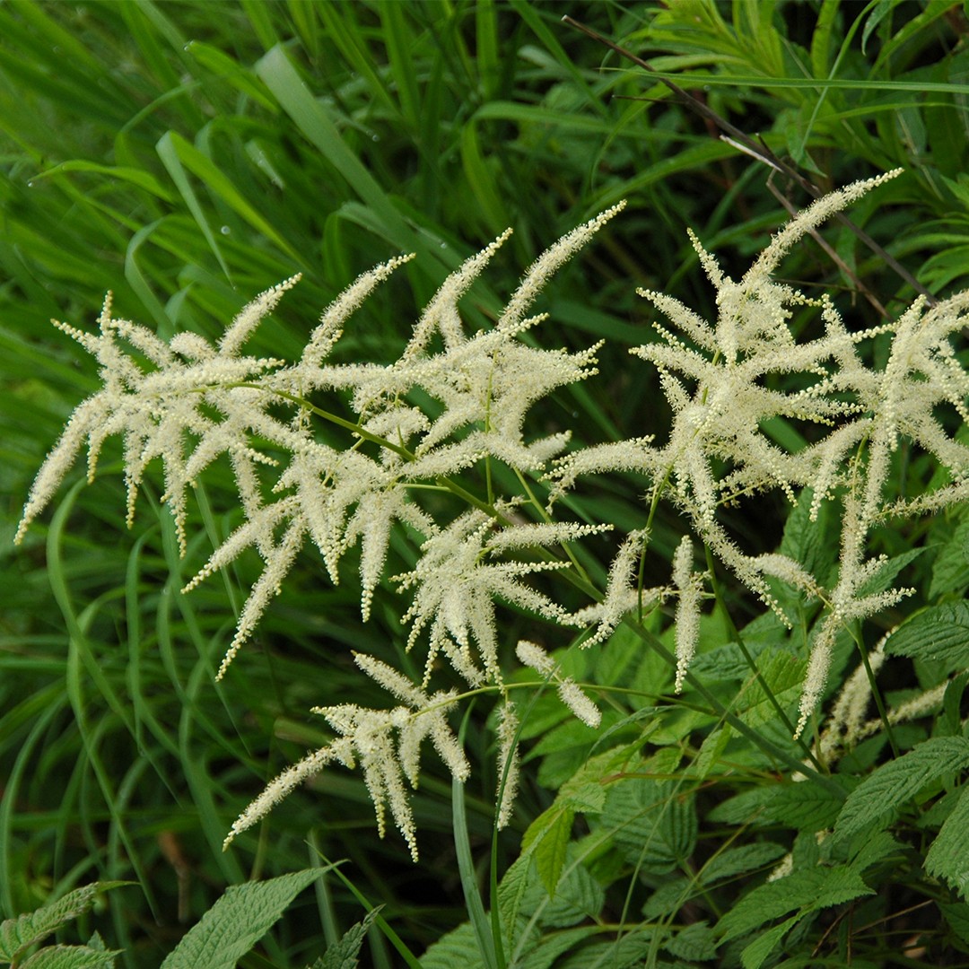 Aruncus - PictureThis