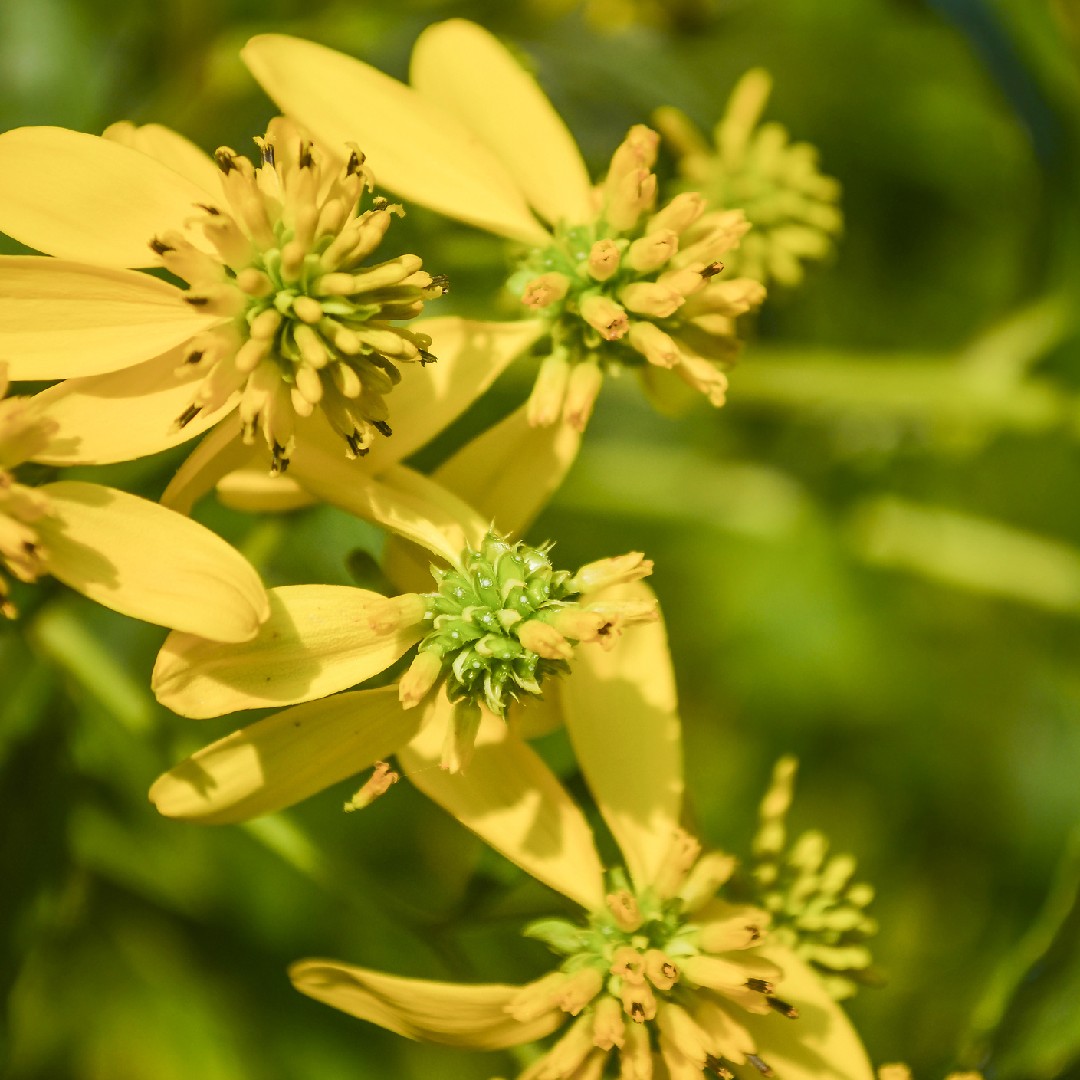 Verbesina - PictureThis