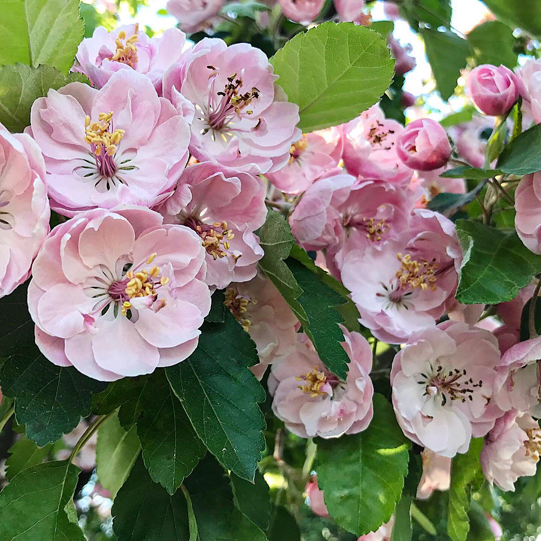 Malus ioensis - PictureThis