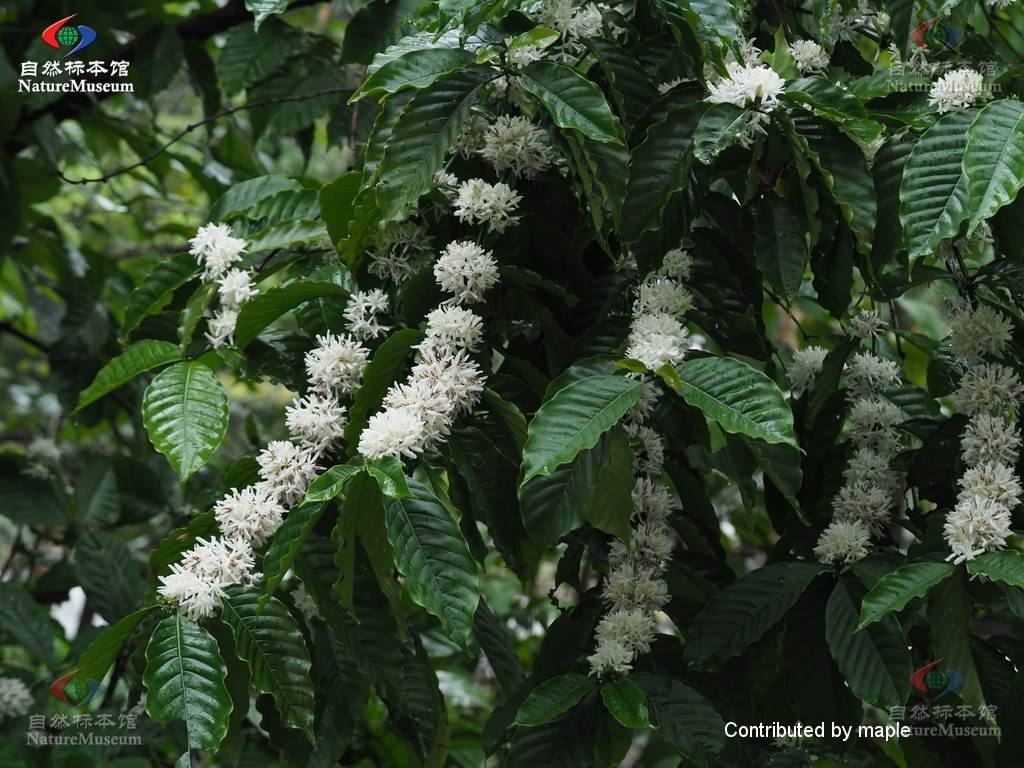 Café robusta (Coffea canephora) - PictureThis